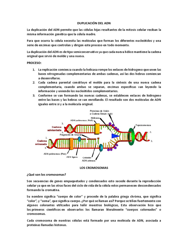 Duplicacion del ADN y los cromosomas | PDF | Cromosoma | Replicación De Adn