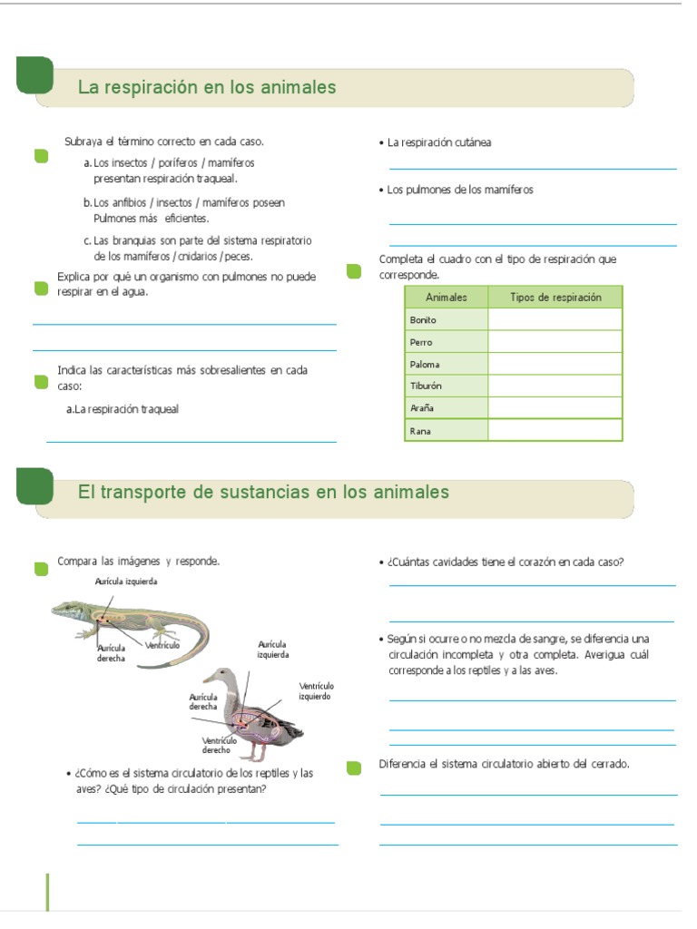 Ficha de Trabajo de Respiracion en Animales | PDF | Respiración ...