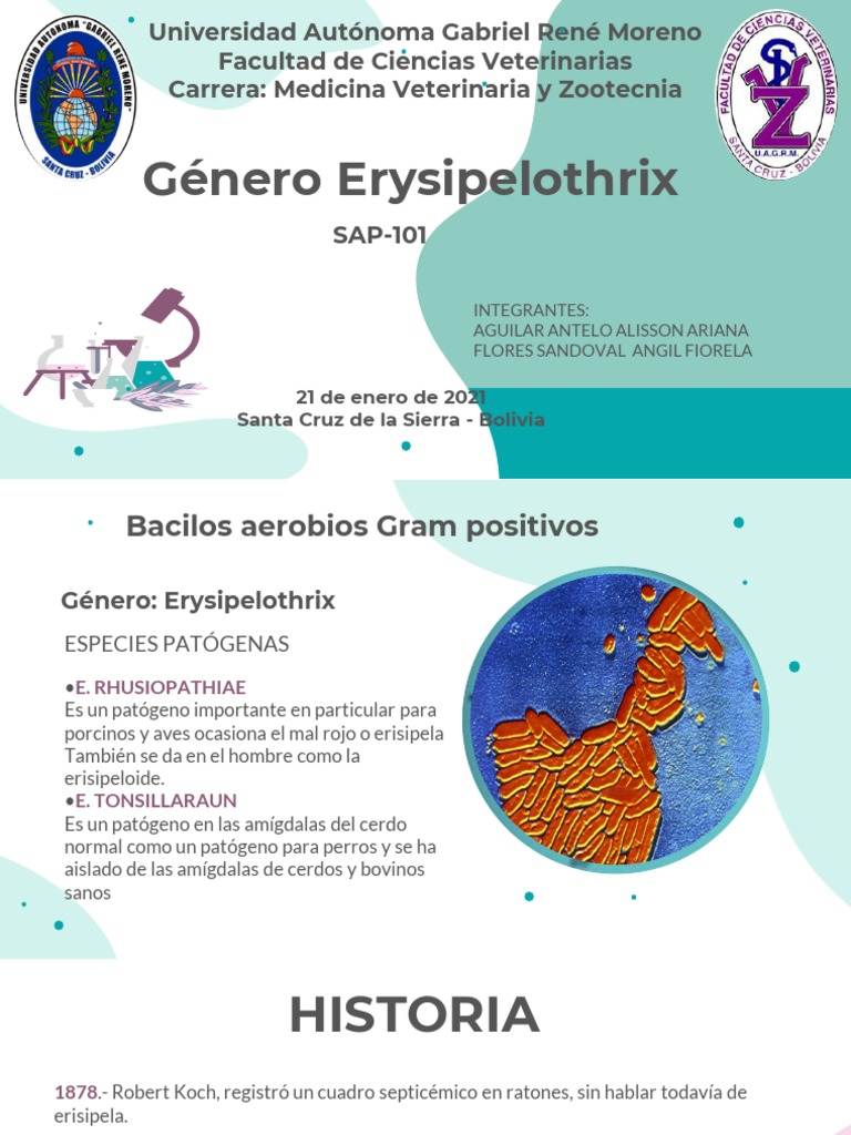 Género Erysipelothrix | PDF | Patógeno | Las bacterias