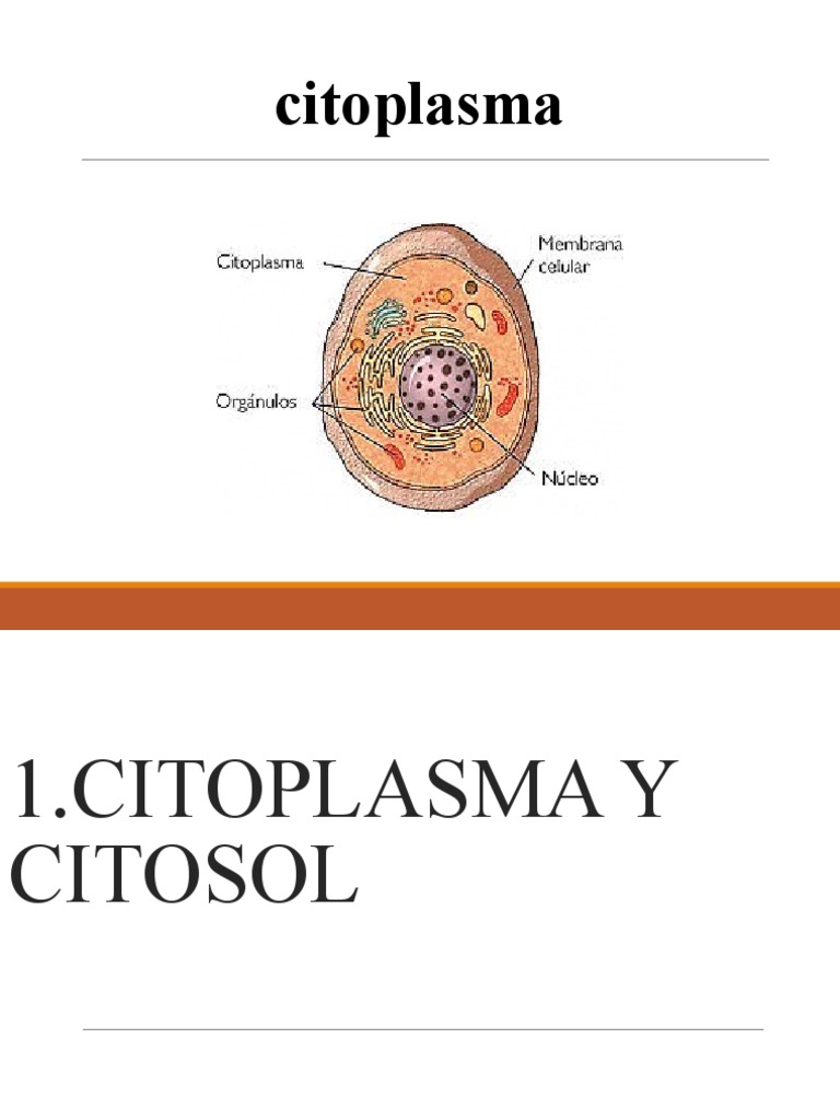 Citoplasma | PDF | Nucleo celular | Citoplasma