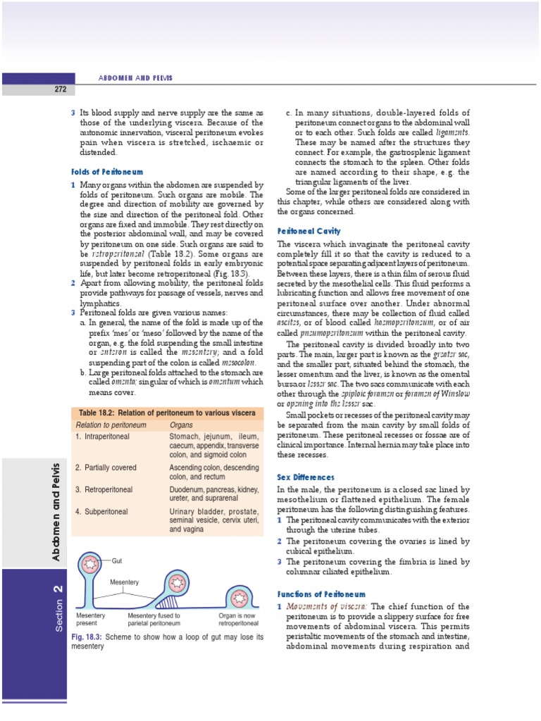 Understanding Peritoneal Folds | PDF | Peritoneum | Abdomen