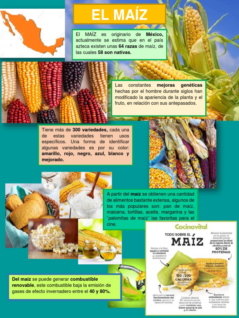 Infografía Del Maíz | PDF