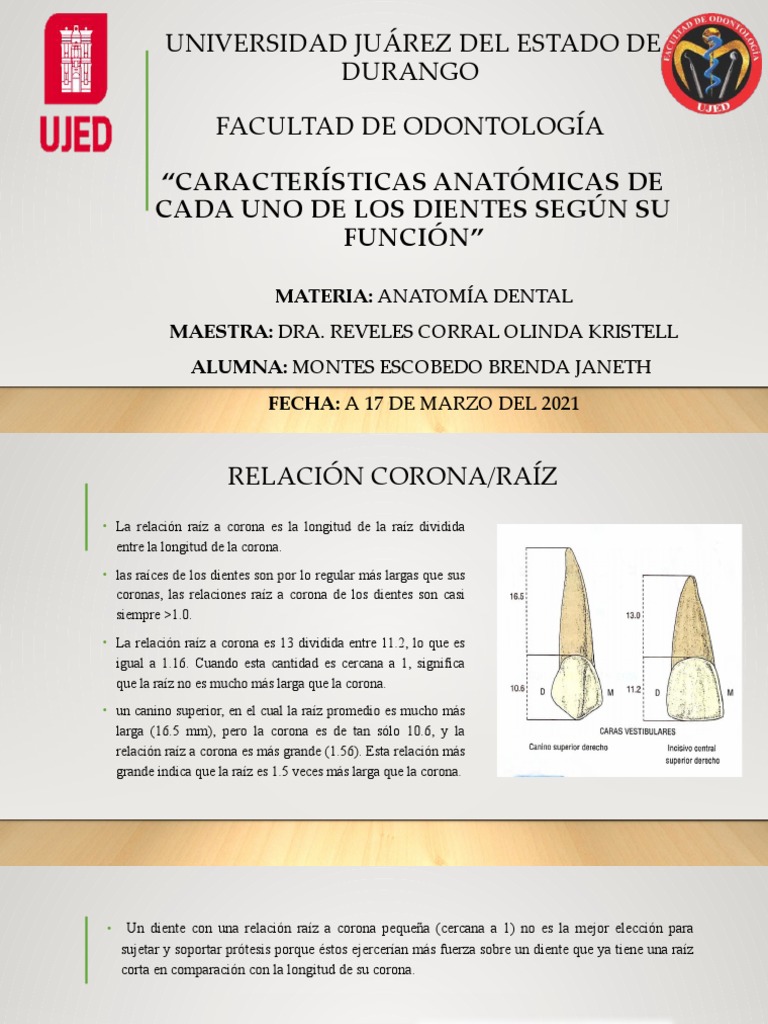 Caracteristicas Anatomicas de Los Dientes | PDF | Odontología | Diente