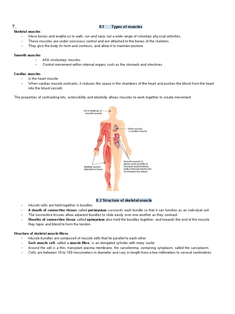 Chapter 8 - Musculoskeletal System | PDF | Anatomical Terms Of Motion | Bone