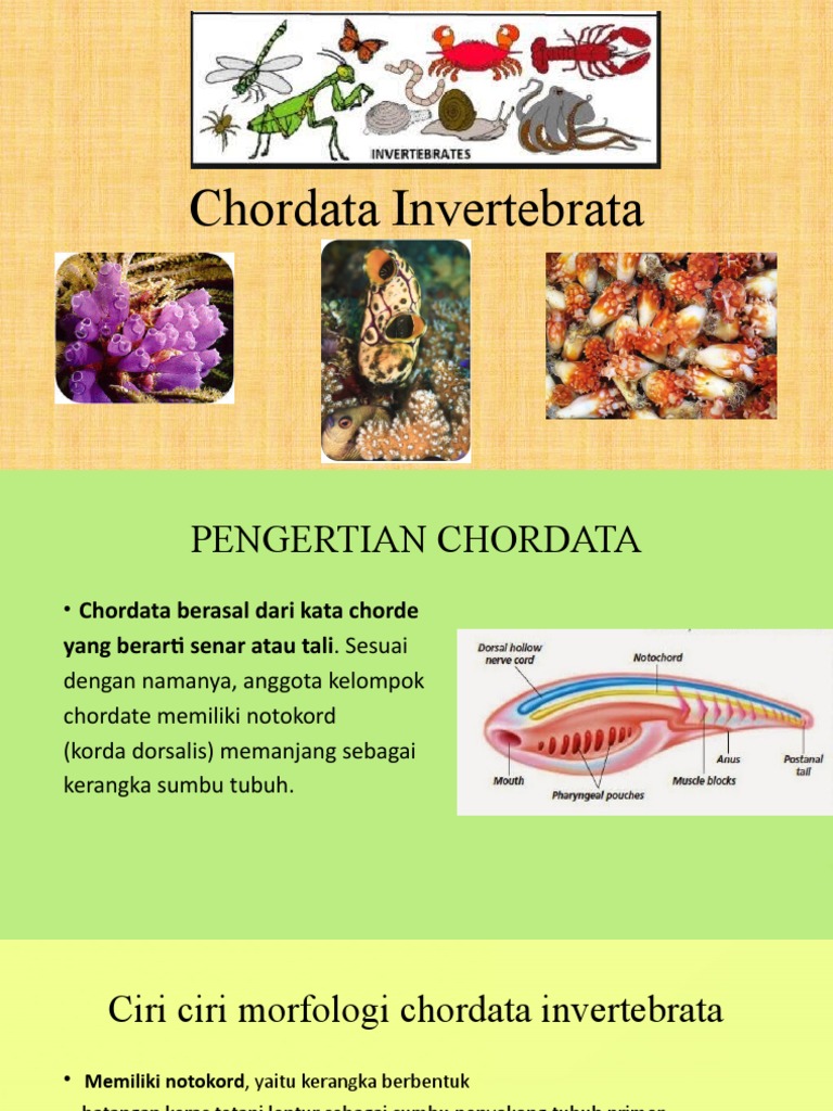 Chordata | PDF | Kajian Bahasa Asing | Griya & Taman
