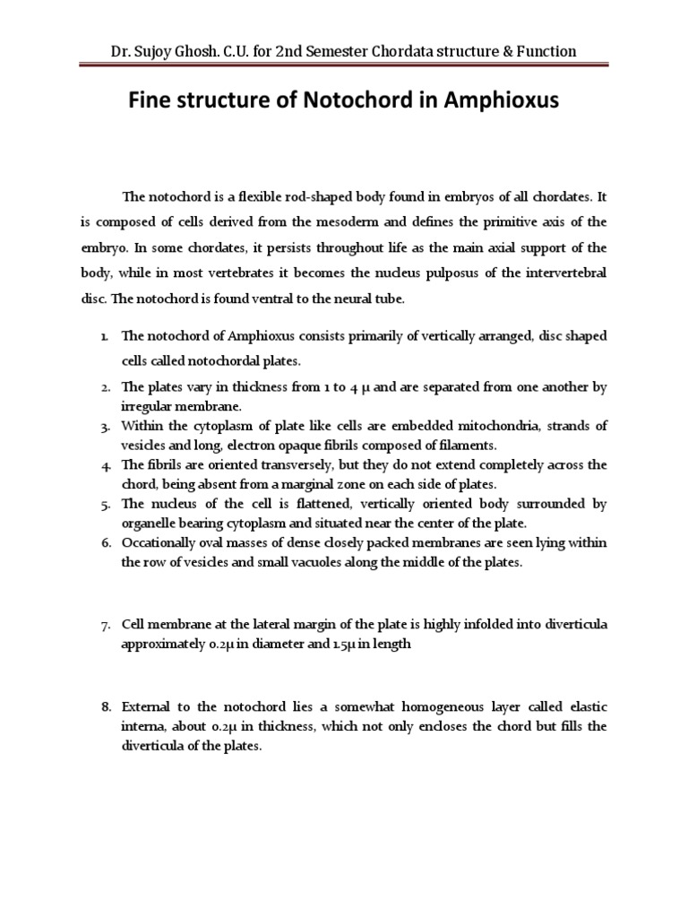 Structure of Notochord | PDF | Developmental Biology | Chordates