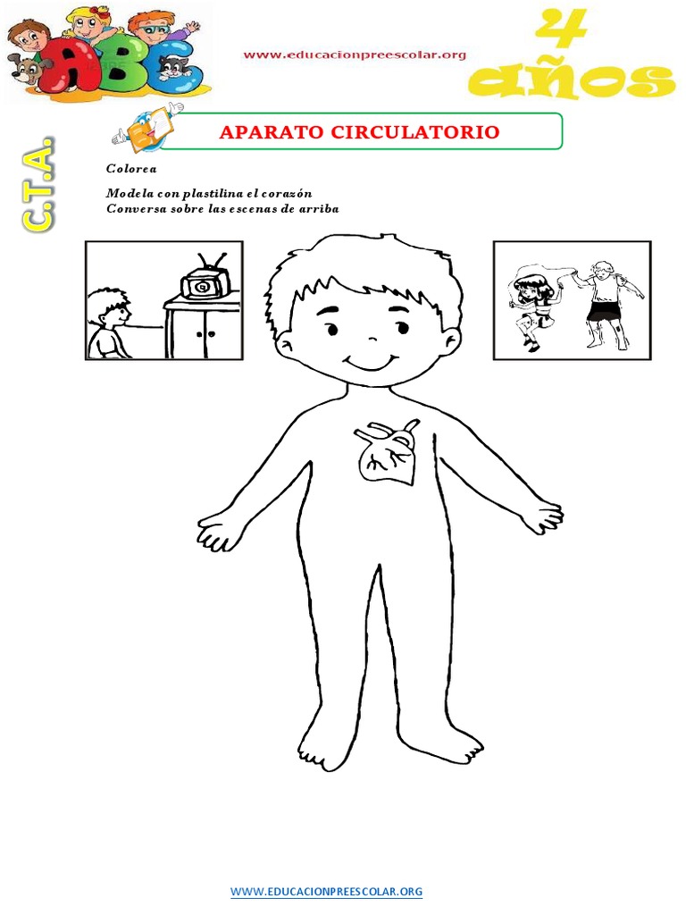 Fichas Del Sistema Circulatorio para Niños de 4 Años | PDF