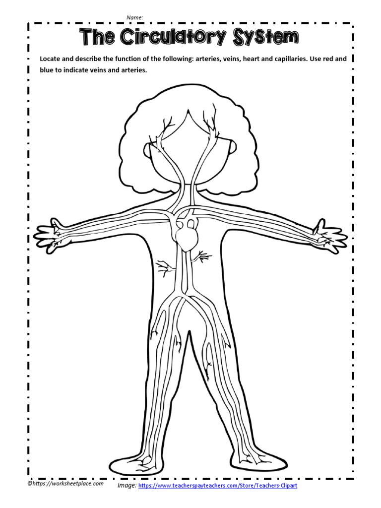 Circulatory System Activity 4 | PDF