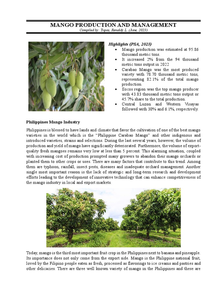 Mango Production and Management | PDF | Mango | Grafting