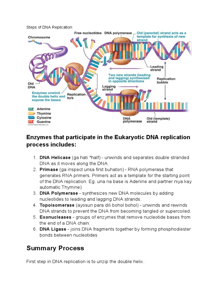 Steps-of-DNA-Replication-reviewer | PDF