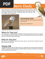 Owl Babies - Waddell, Martin Benson, Patrick, Ill | PDF | Birds Of Prey