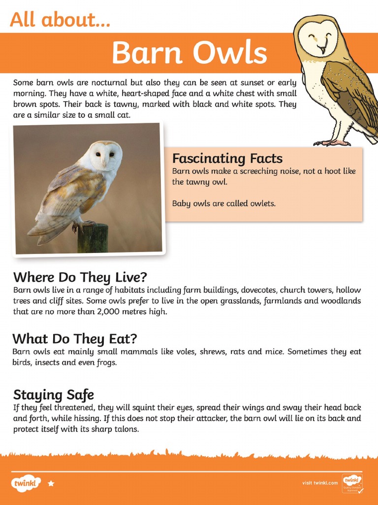 IT T L 4546 Barn Owls Reading Comprehension Italian Translation - Ver ...
