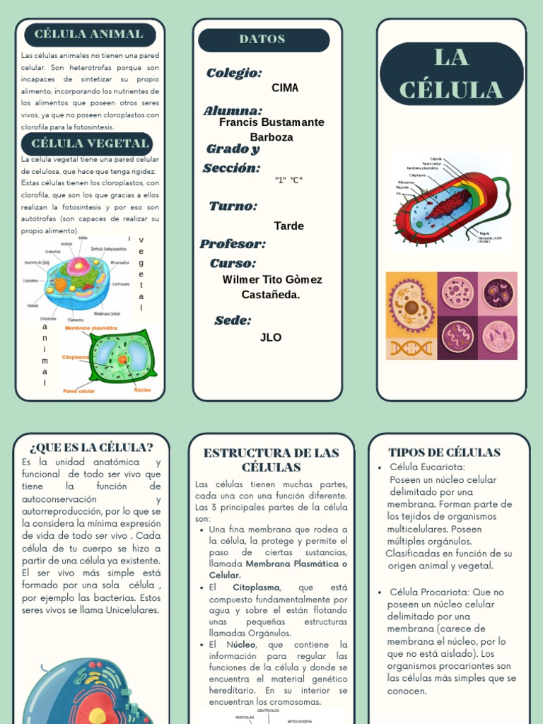 Folleto Tríptico Cómo Cuidar A Tus Plantas Elegante Verde Pdf