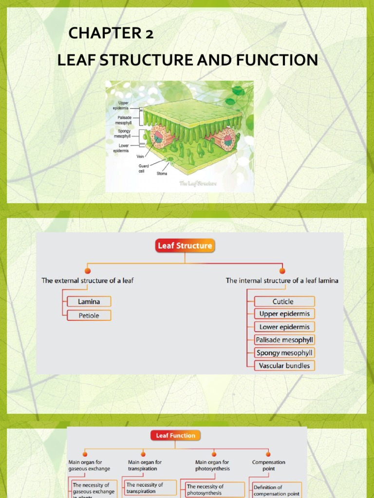 KSSM Bio F5 C2 | PDF | Leaf | Photosynthesis