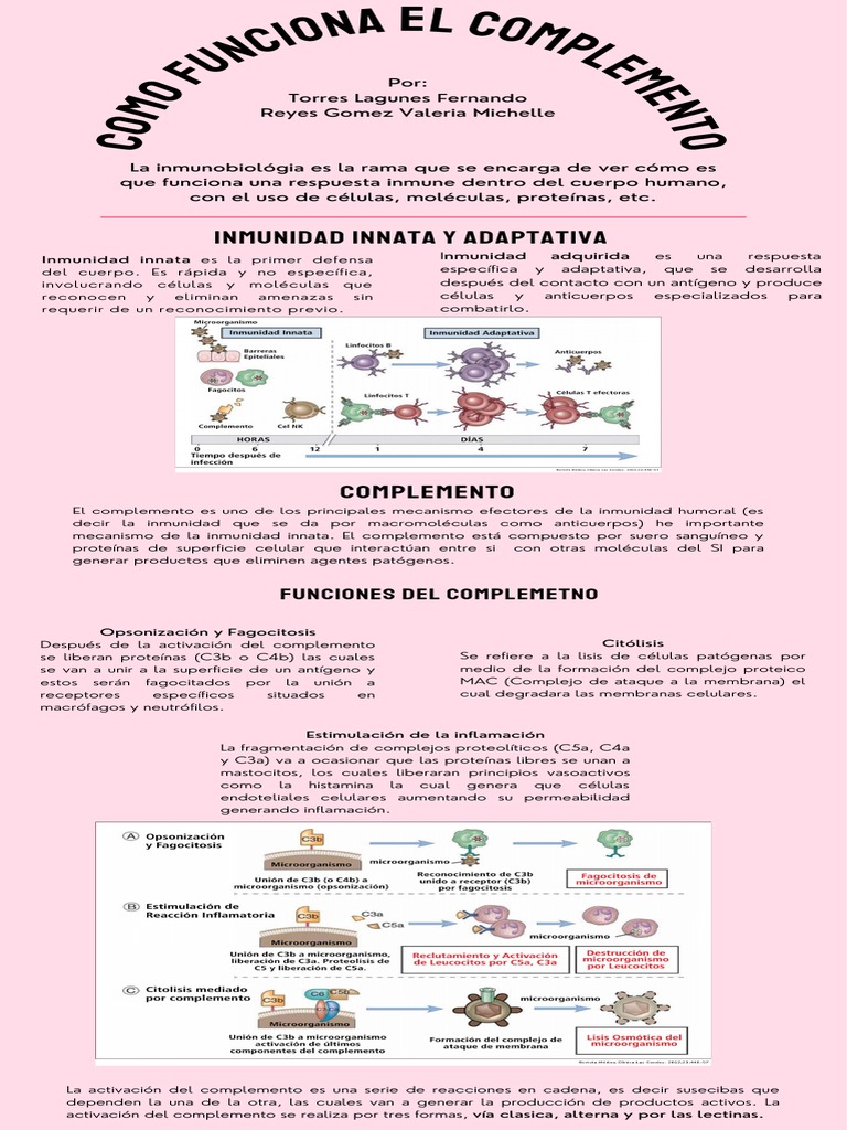 Activación del Complemento: Vías y Funciones | PDF | Sistema ...