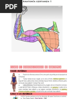 Términos de Lateralidad en Anatomía | PDF | Términos anatómicos de ...
