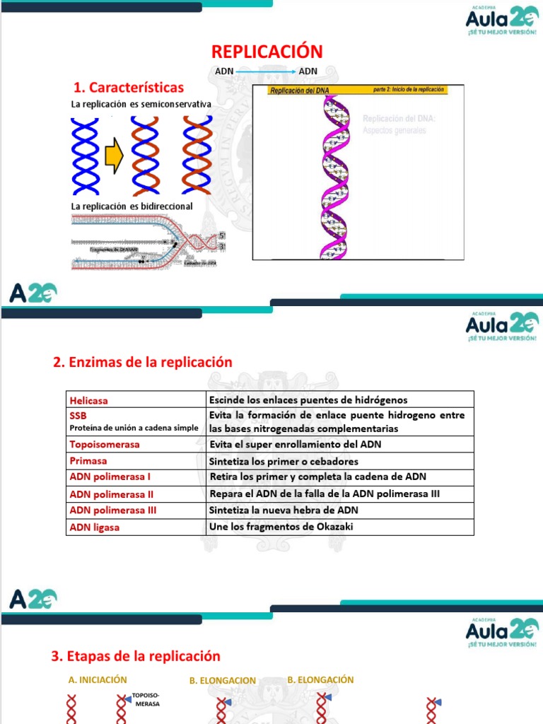 Replicación Expresión Genetica | PDF | Replicación De Adn | Adn
