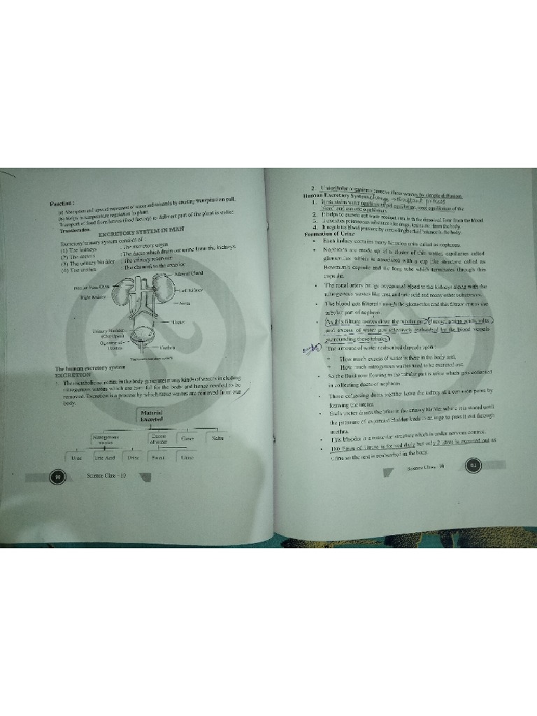 Pie Academy CH 6 Bio | PDF