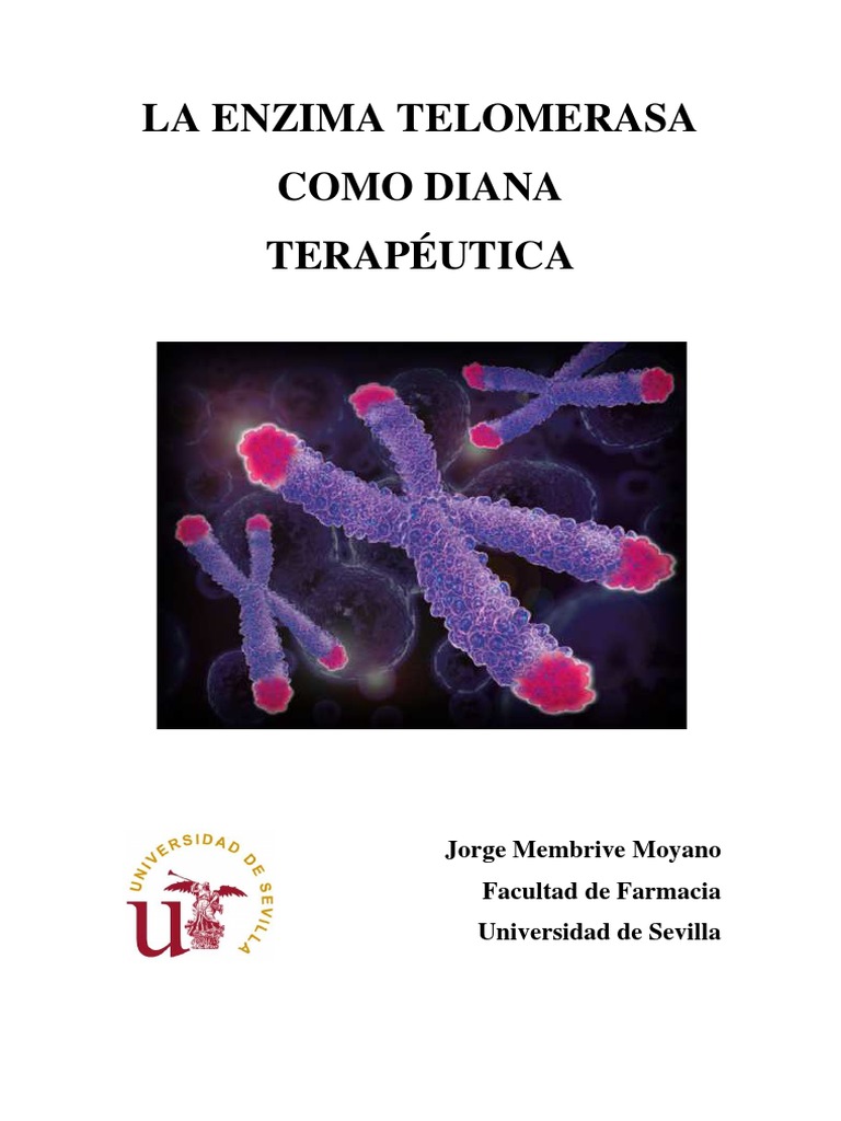 La Enzima Telomerasa | PDF | Replicación De Adn | Rna