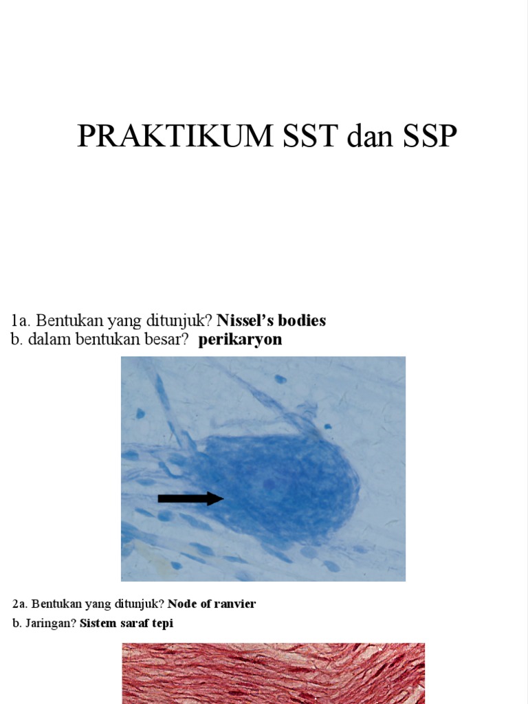 Praktikum Sst Dan Ssp Pdf