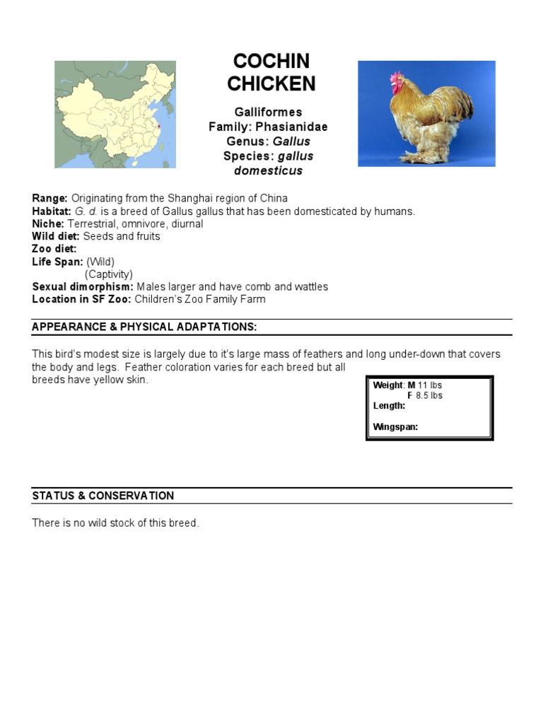 Chicken Cochin | PDF | Chicken | Birds