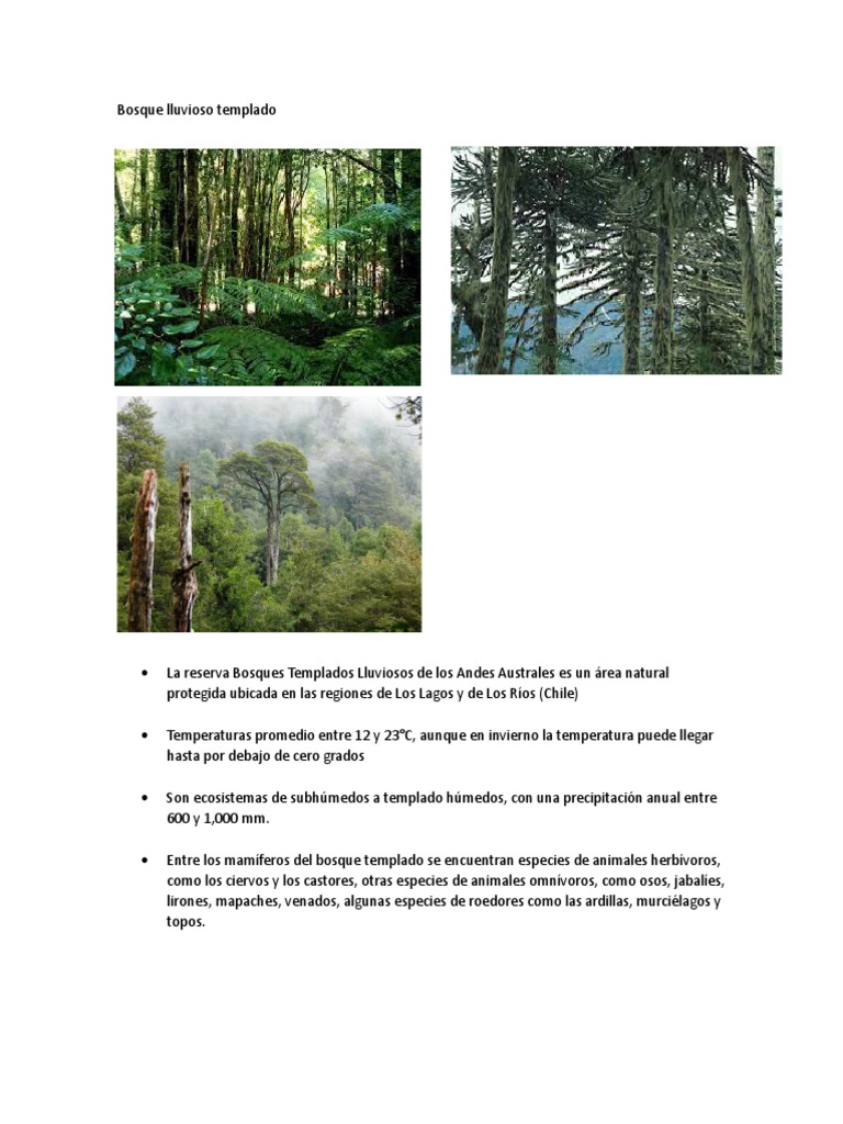 Bosque Templado Lluvioso en Chile | PDF