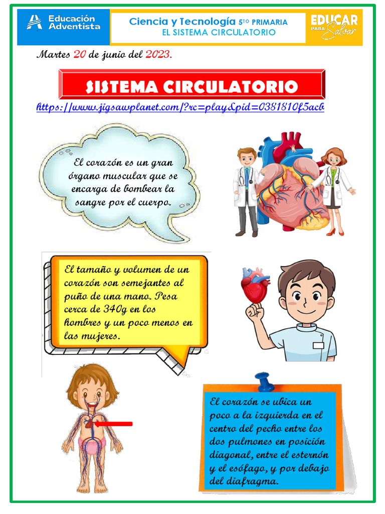 Clase El Sistema Circulatorio 5to | PDF | Sistema circulatorio | Vena