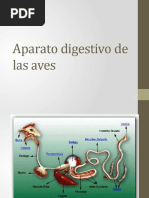 Aparato Digestivo de Las Aves | PDF | Sistema digestivo humano | Estómago