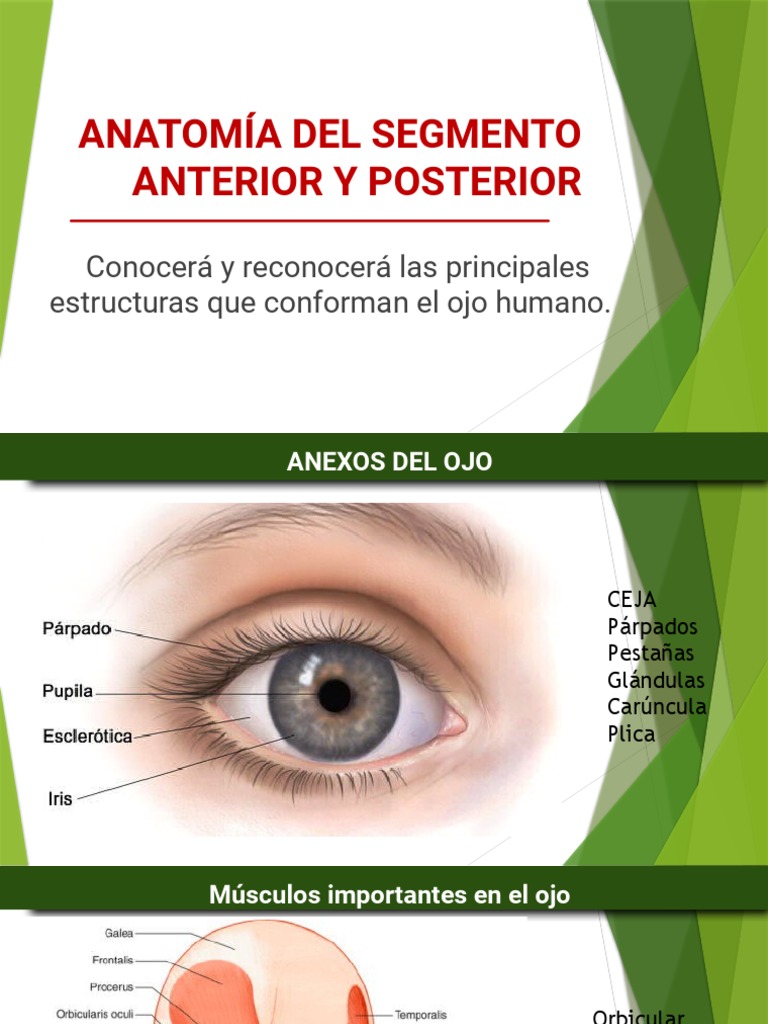 Anatomia Del Ojo 1P 1-10 | PDF | Ojo humano | Ojo