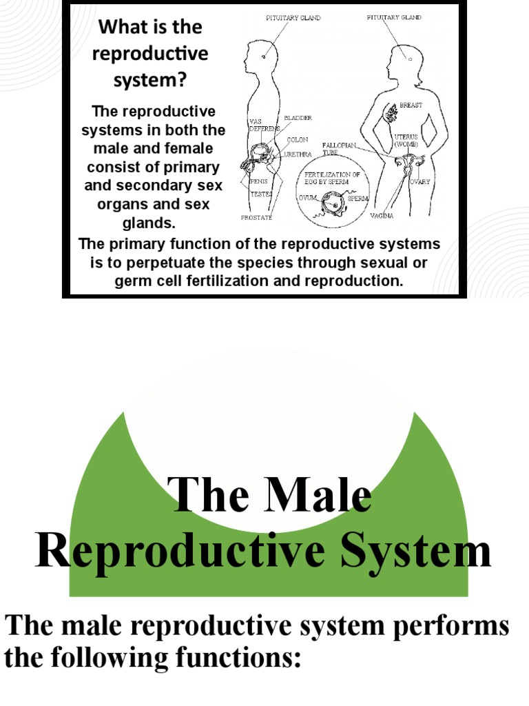 Reproductive Endocrine Integumentary | PDF | Menstrual Cycle ...