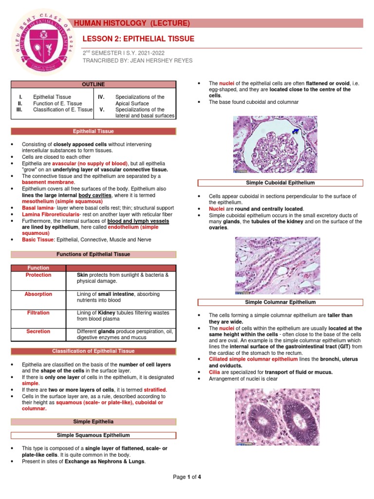 Copy of Lecture 2 Epithelial Tissue | PDF | Epithelium | Anatomy