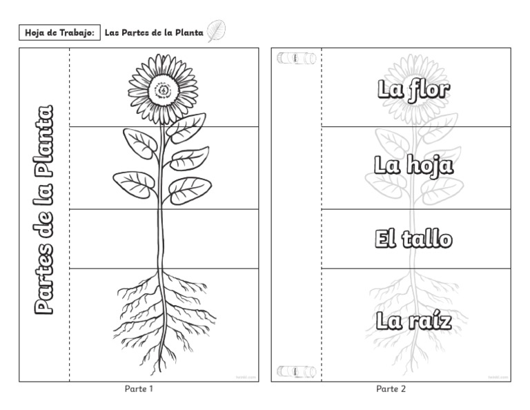 Partes de la Planta y sus Funciones | PDF