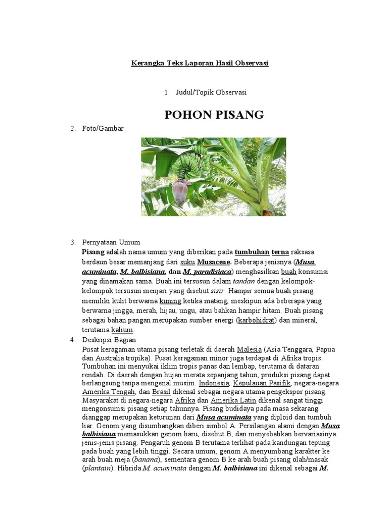 Tugas Bi Teks Lho (Pohon Pisang) | PDF