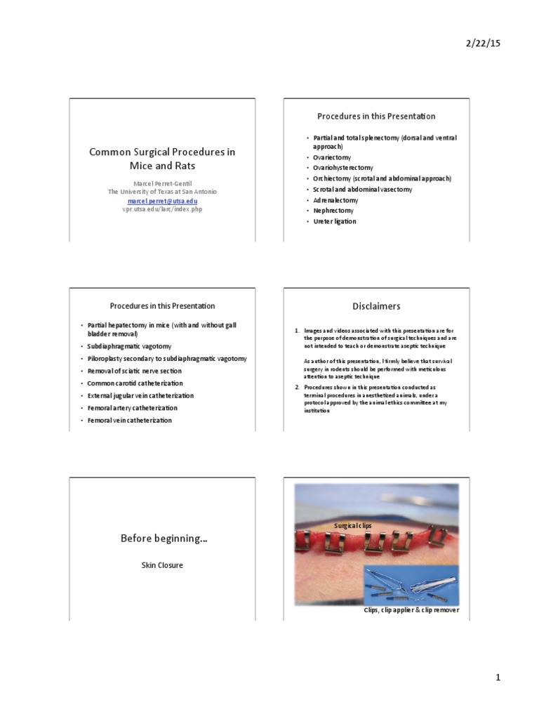 Common Rodent Surgical Procedures | PDF | Surgical Suture | Kidney