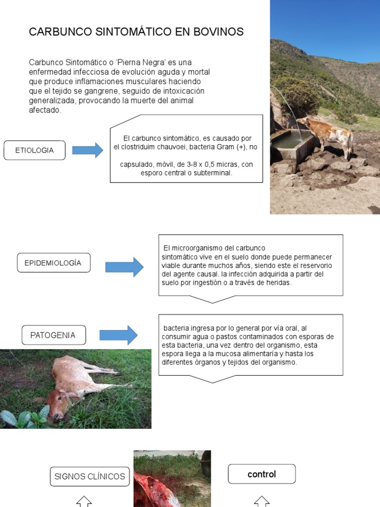 Carbunco Sintomático en Bovinos: Guía Completa | PDF