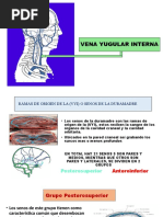 Vena Yugular Interna Externa y Anterior | PDF | Vena | Anatomía humana