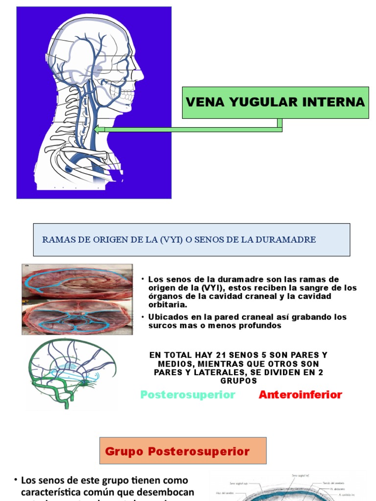 Vena Yugular Interna-1 | PDF | Cabeza y cuello humanos | Sistema cardiovascular