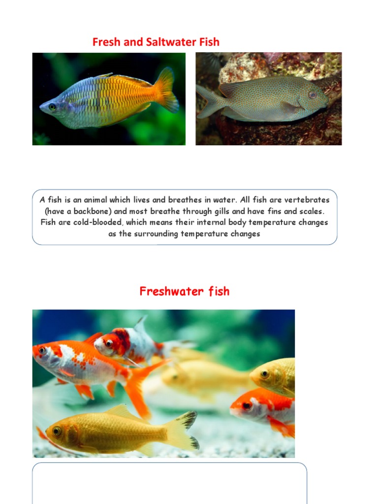 Fish | PDF