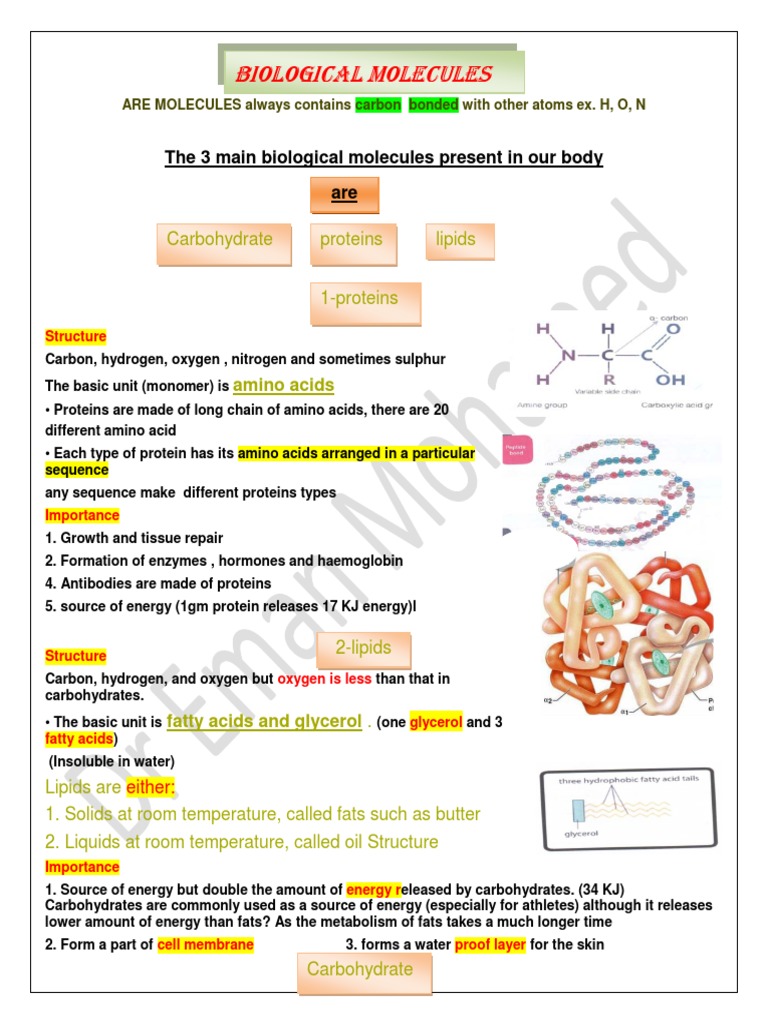 Biological Molecules | PDF | Cell (Biology) | Carbohydrates