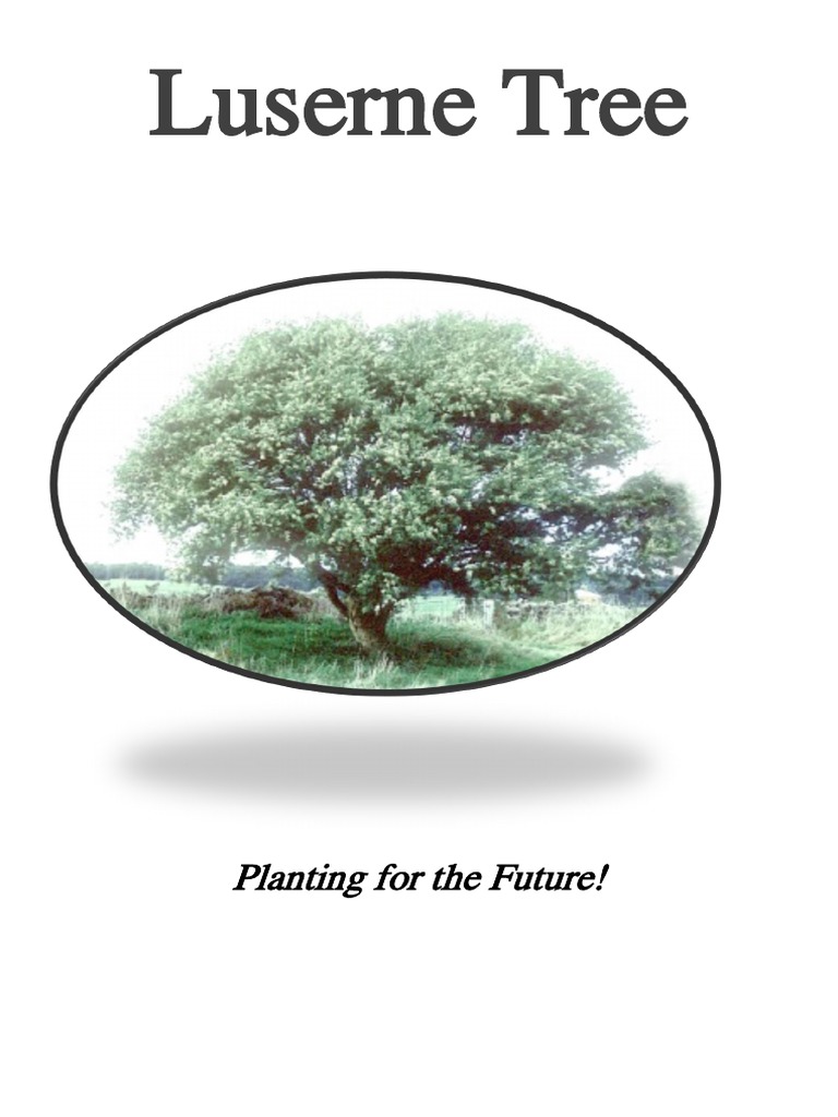 Luserne Tree Information | PDF | Alfalfa | Trees