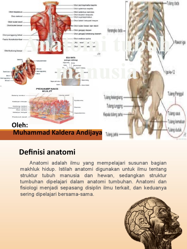 Anatomi Tubuh Manusia | PDF | Ilmu Sosial | Kesehatan Holistik