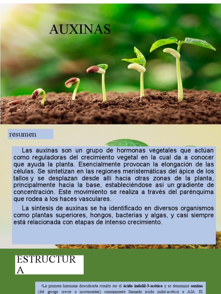 Auxinas 02 | PDF | Auxina | Hormona Vegetal