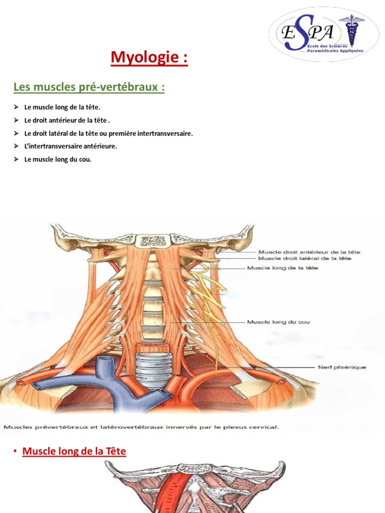 Muscles prévertébraux du cou humain | PDF | Vertèbre | Tissu mou