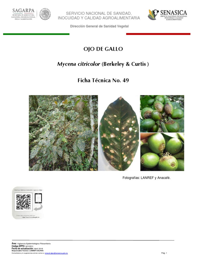 Ficha Técnica de Ojo de Gallo | PDF | Hongo | Hoja