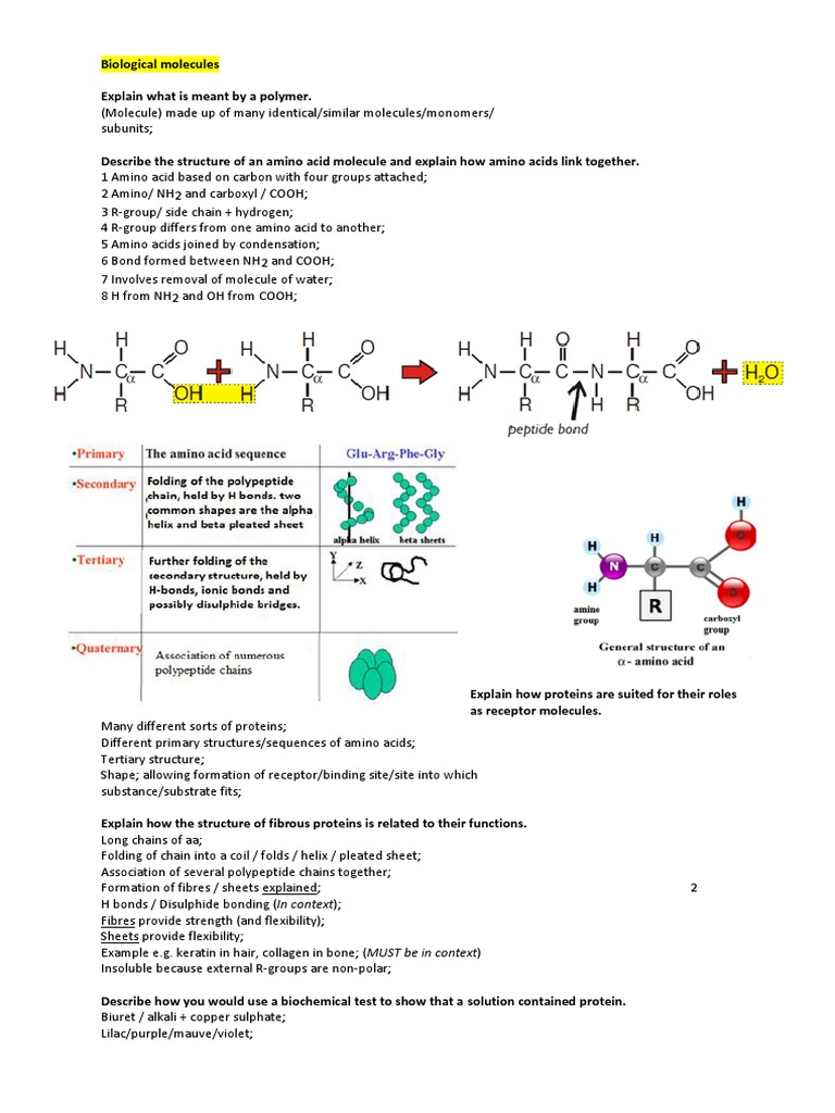 New A Level Summary Booklet Part 1 | PDF | Cell Membrane | Active Site New A Level Summary Booklet Part 1 | PDF | Cell Membrane | Active Site