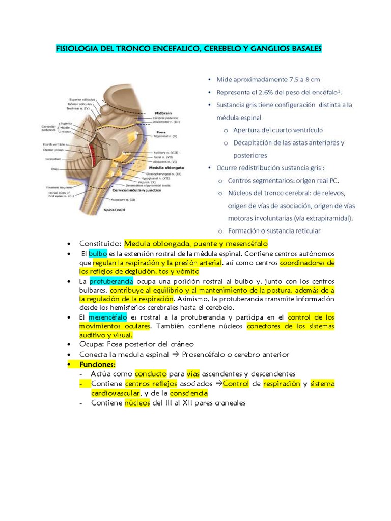 Fisiologia Del Tronco y Cerebelo | PDF | Sistema nervioso | Órgano (anatomía)
