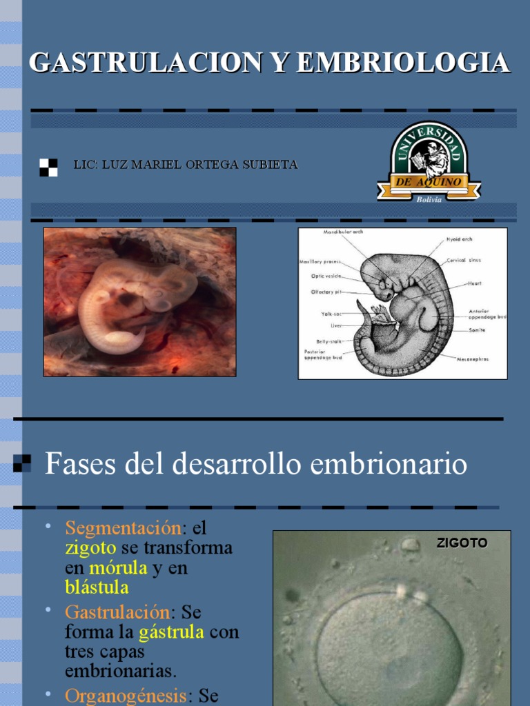 Gastrulacion y Embriologia | PDF | Embrión | Placenta