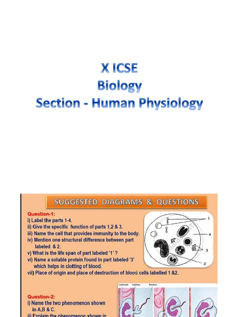 Biology Questions For Revision Part 1 | PDF