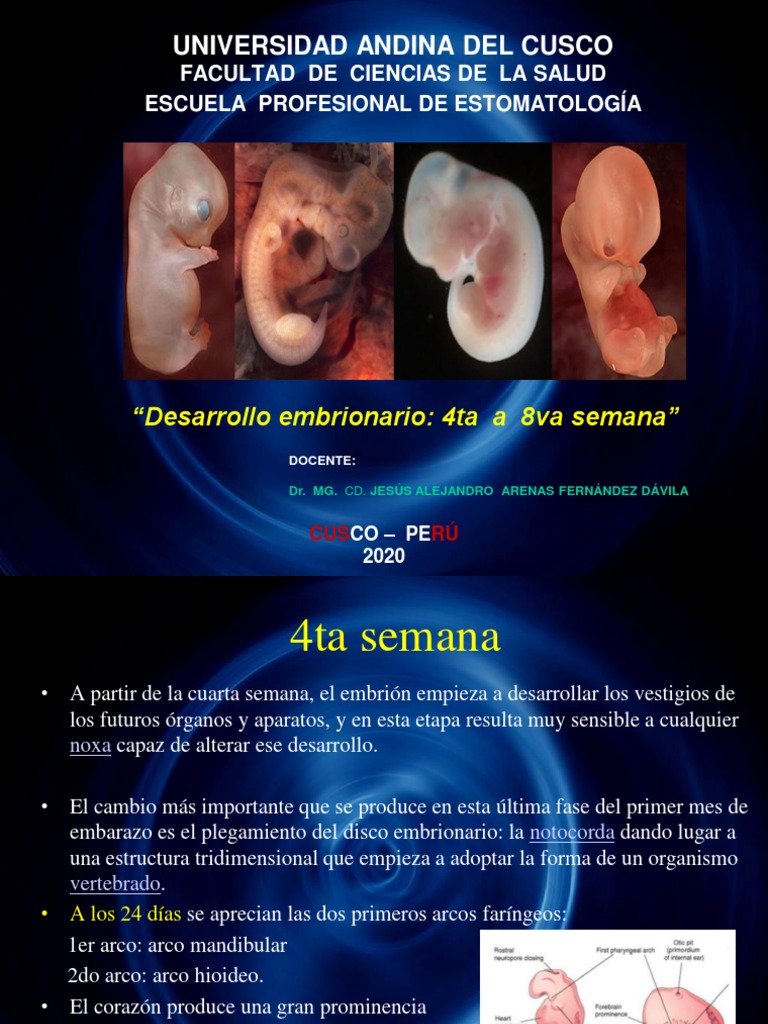 4.- Desarrollo embrionario 4ta a 8va semana | PDF | Embrión | El embarazo