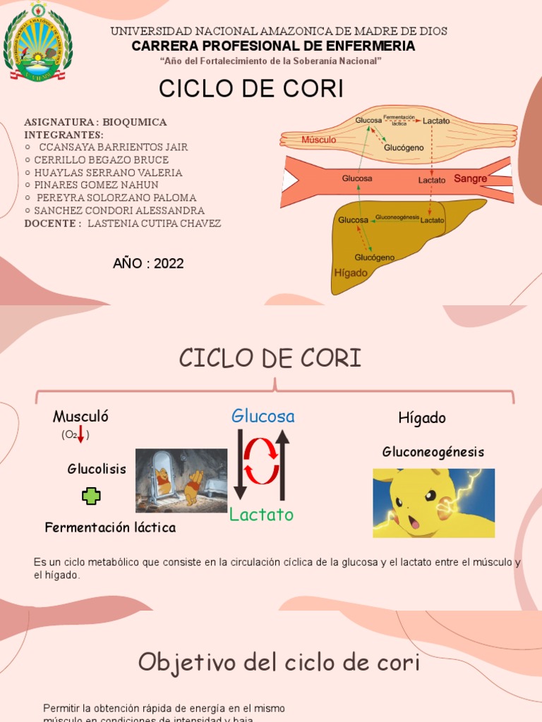 Ciclo de Cori: Metabolismo y Función | PDF | Cocina, comidas y vino